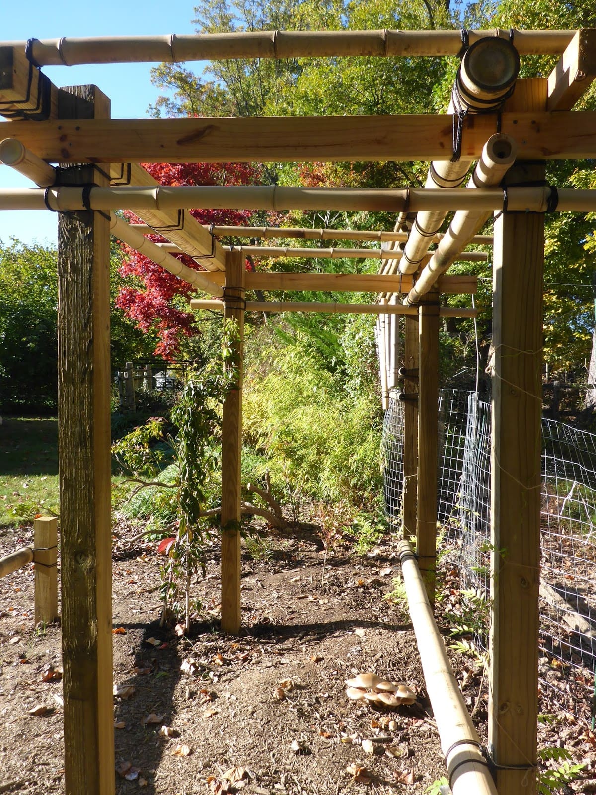 +15 ideas de pérgolas con bambú - TERRAZAS CASA